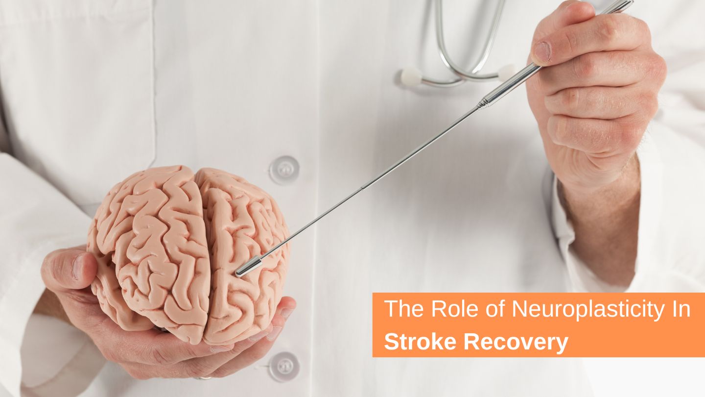 The Role of Neuroplasticity In Stroke Recovery - Sukino
